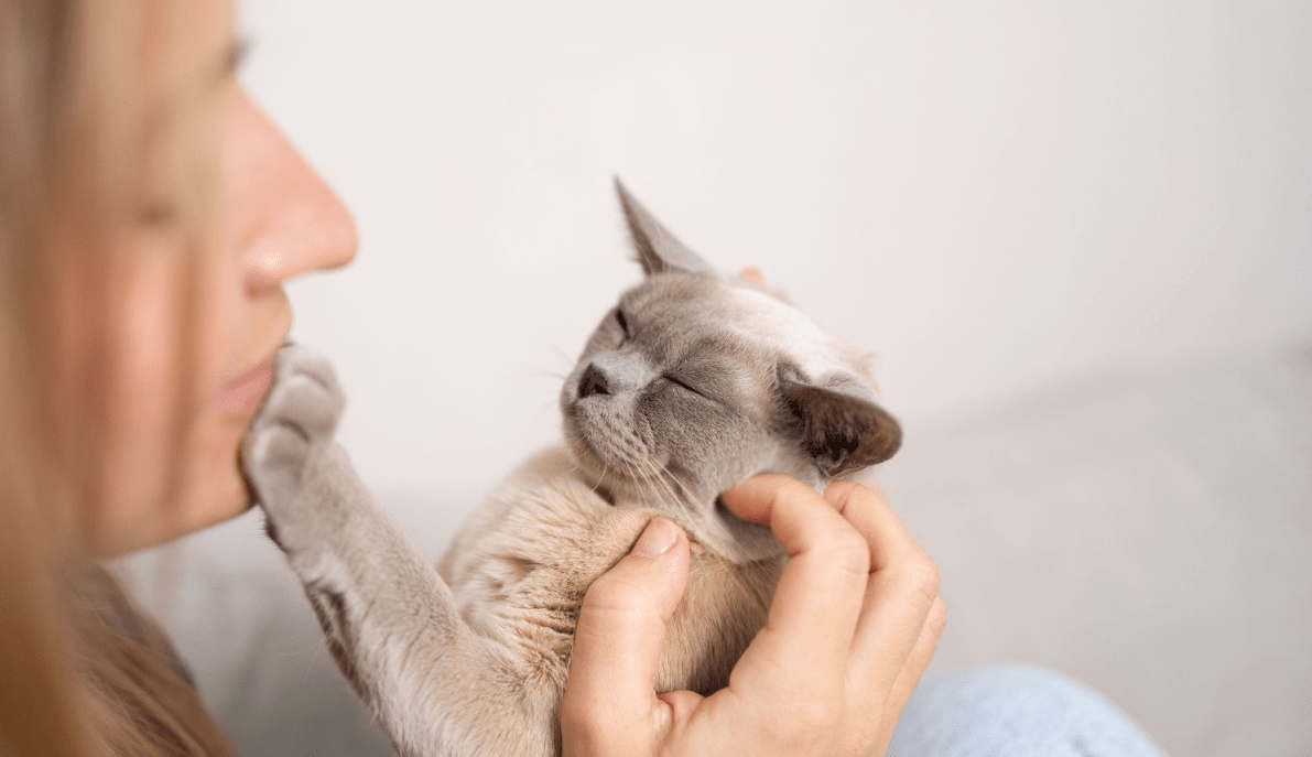 Feline Communication: Understanding Your Cat’s Signals