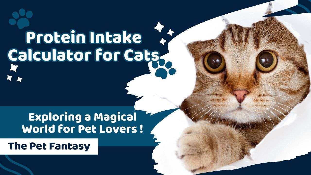 Protein Intake Calculator for Cats - Pet Nutrition Tool