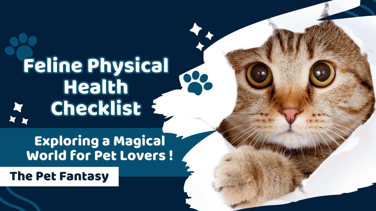 Feline Physical Health Checklist | Cat Wellness