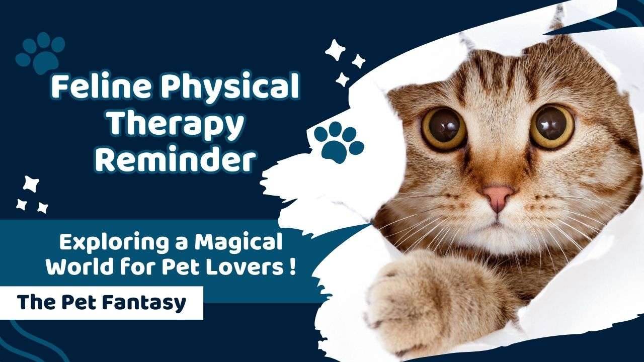 Feline Physical Therapy Reminder: Cat Care Tool