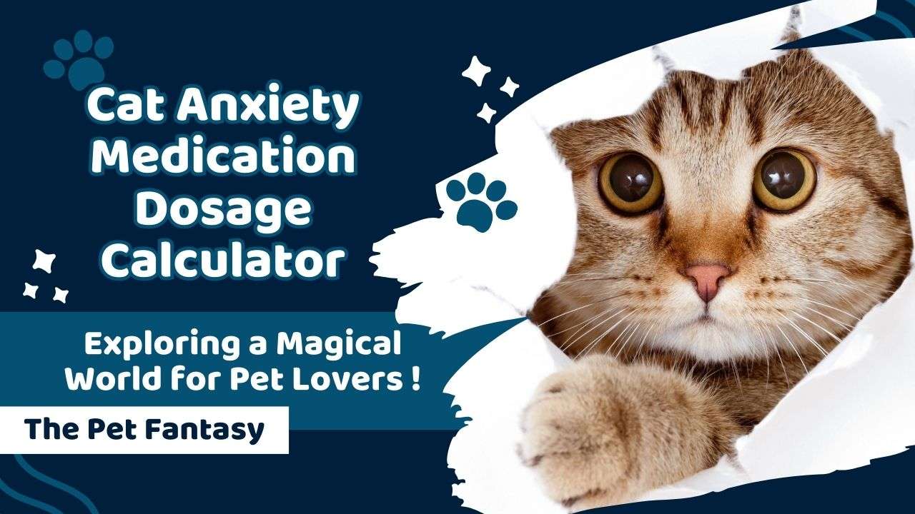 Cat Anxiety Medication Dosage Calculator Tool