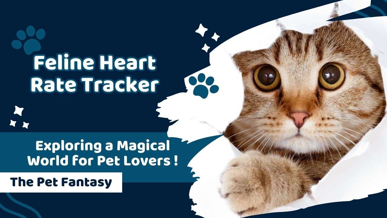 Feline Heart Rate Tracker Guide