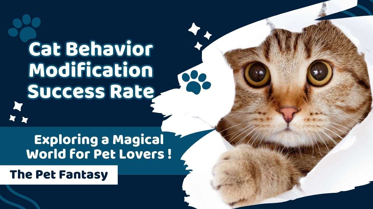 Cat Behavior Modification Success Rate: Training Tool