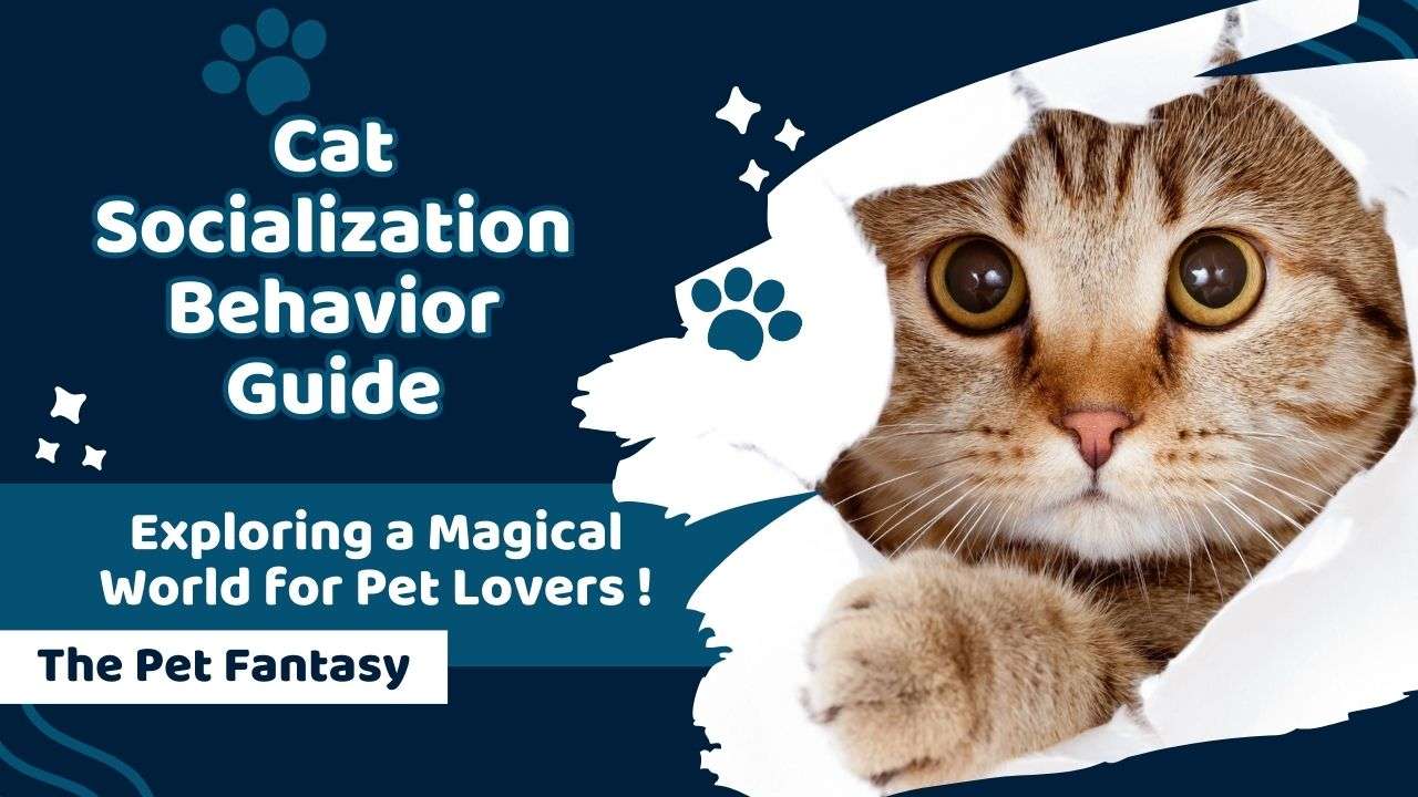 Cat Socialization Behavior Guide: Boost Cat Confidence