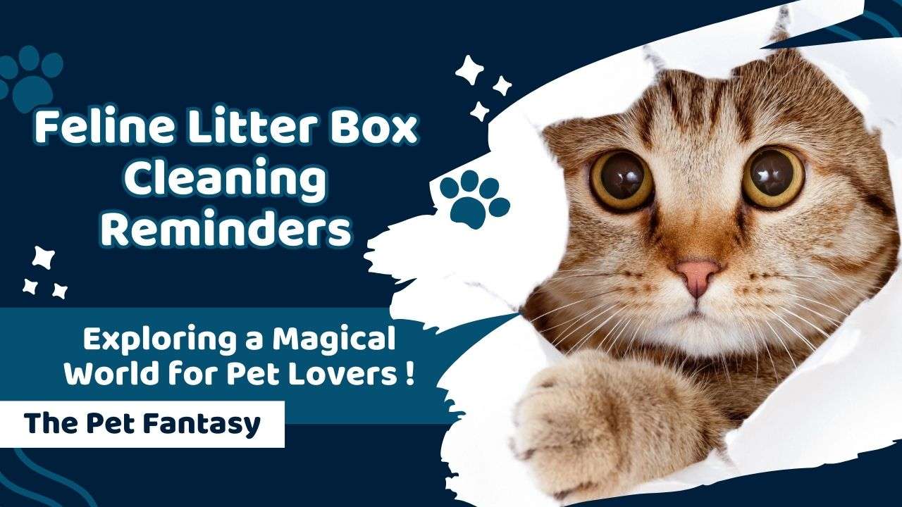 Feline Litter Box Cleaning Reminders Tool