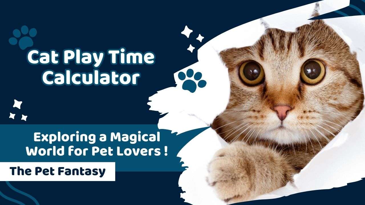 Cat Play Time Calculator: Optimize Cat Play Sessions