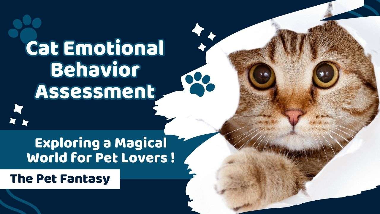 Cat Emotional Behavior Assessment for Cats